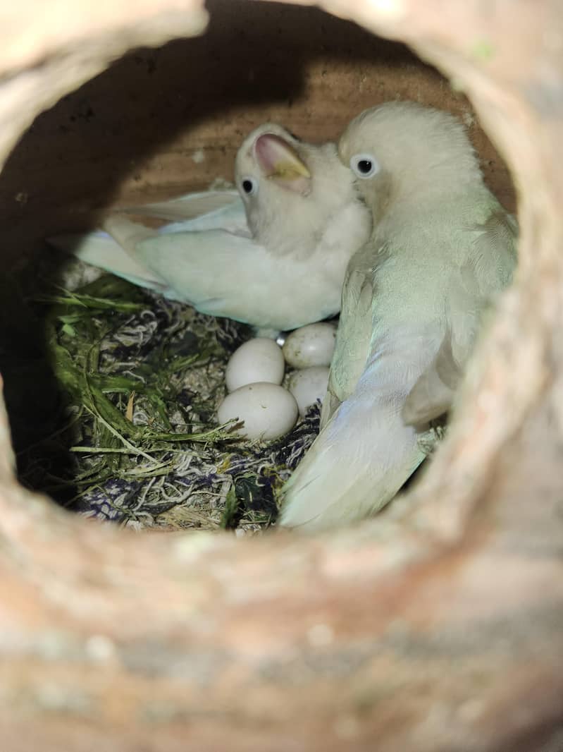 Albino black eye confirm breeder pair with eggs - Parrots - 1110811829