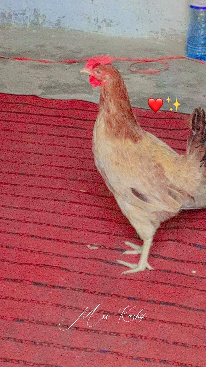 golden misri murgi Andy wali - Hens - 1110813421