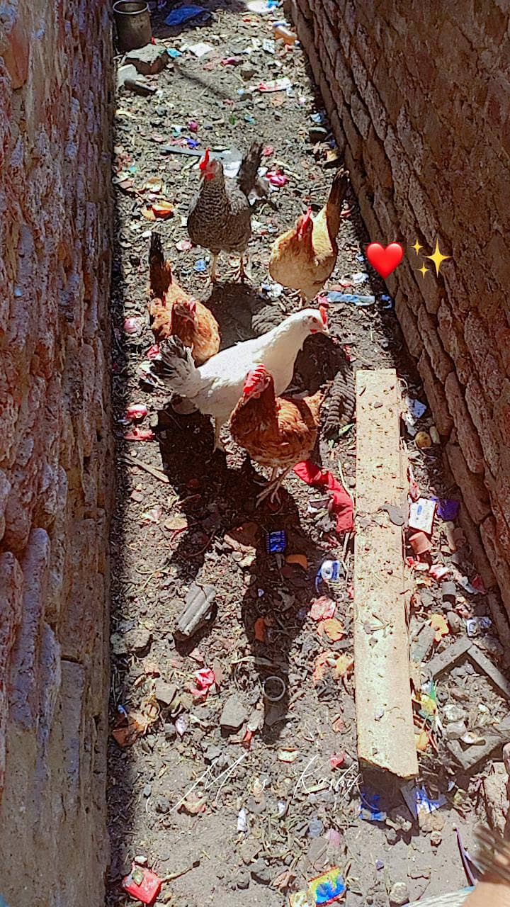 golden misri murgi Andy wali - Hens - 1110813421