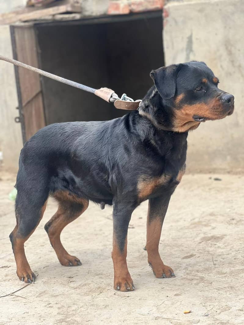 rott breeder female - Dogs - 1110815602