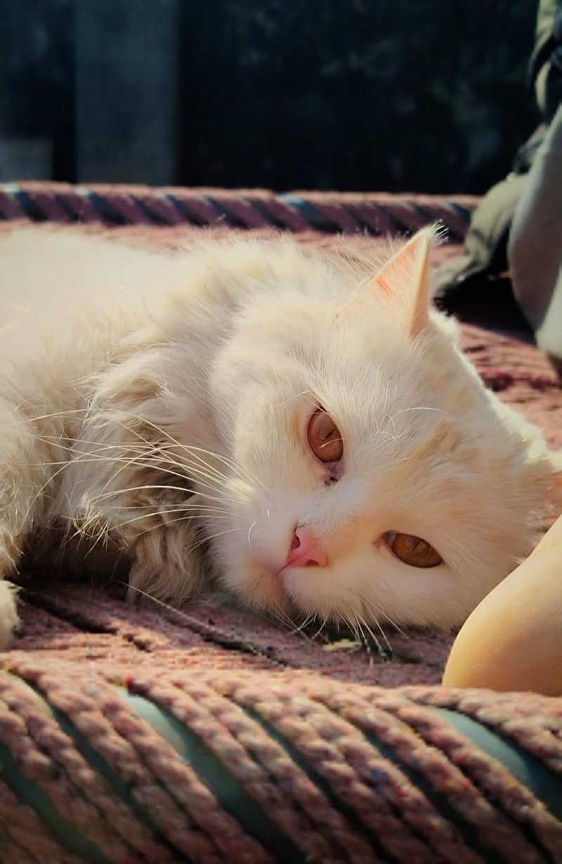 white Persian cat - Cats - 1110818268