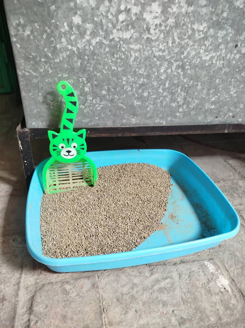 white Persian cat - Cats - 1110818268