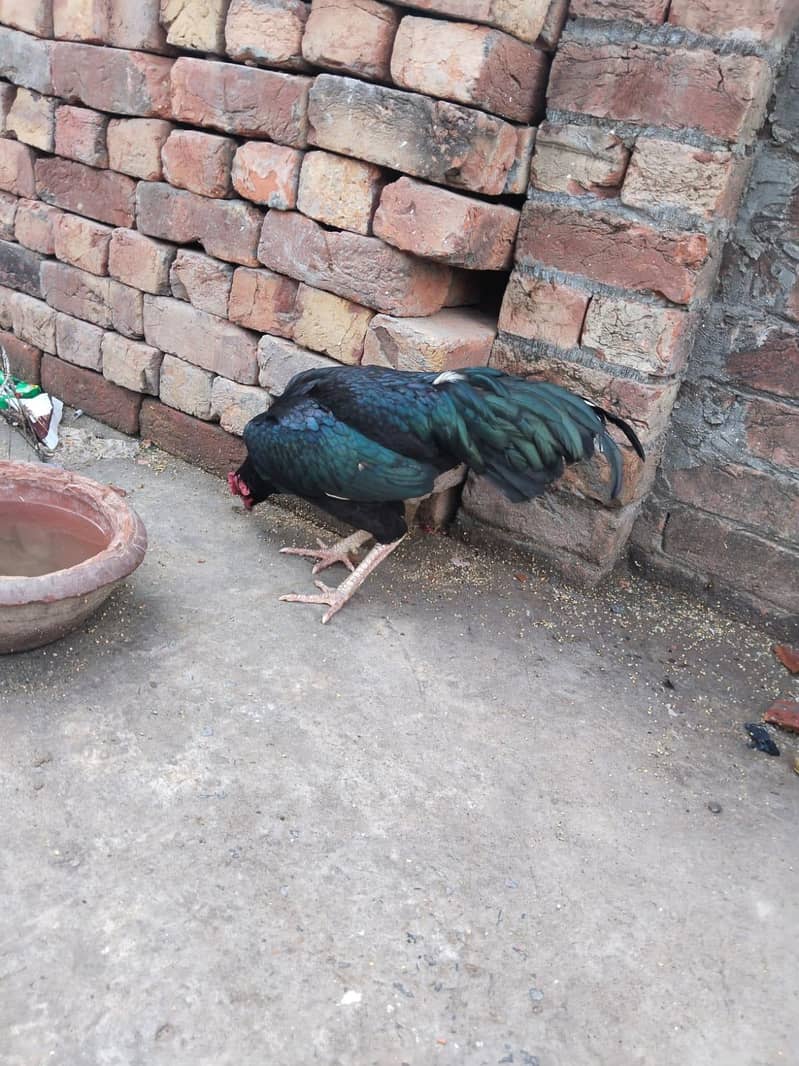 Madi par murga bhot acha cheez ha mashallah quality wal cheez ha - Hens ...