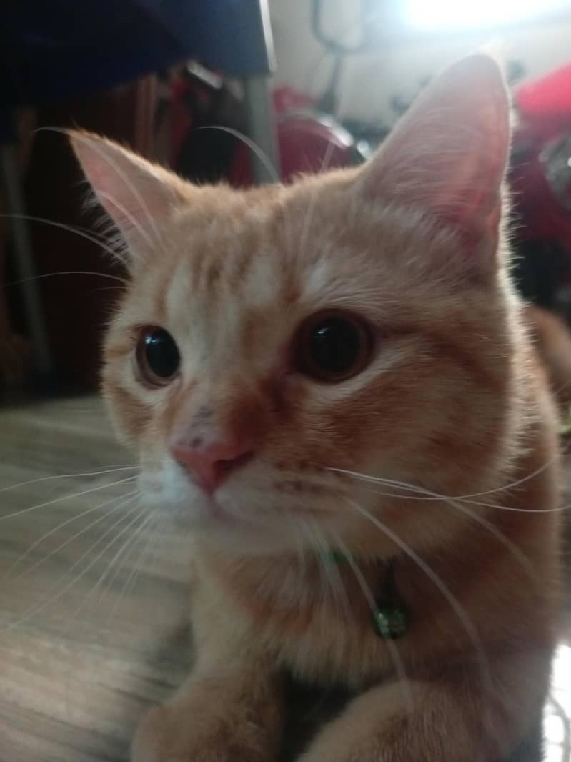 Persian brown cat - Cats - 1110833482