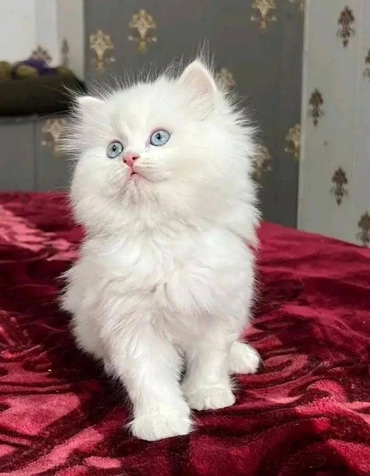 Persian cat triple quote 5 face mein later train - Cats - 1110834429