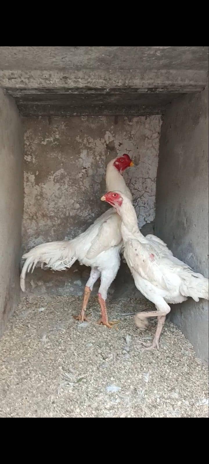 White Shamo pair | White shamo males | White shamo Females - Hens ...