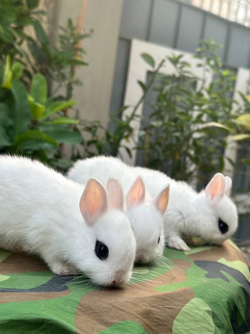 hotot drawf bunnies pure bloodline available for sale - Rabbits ...