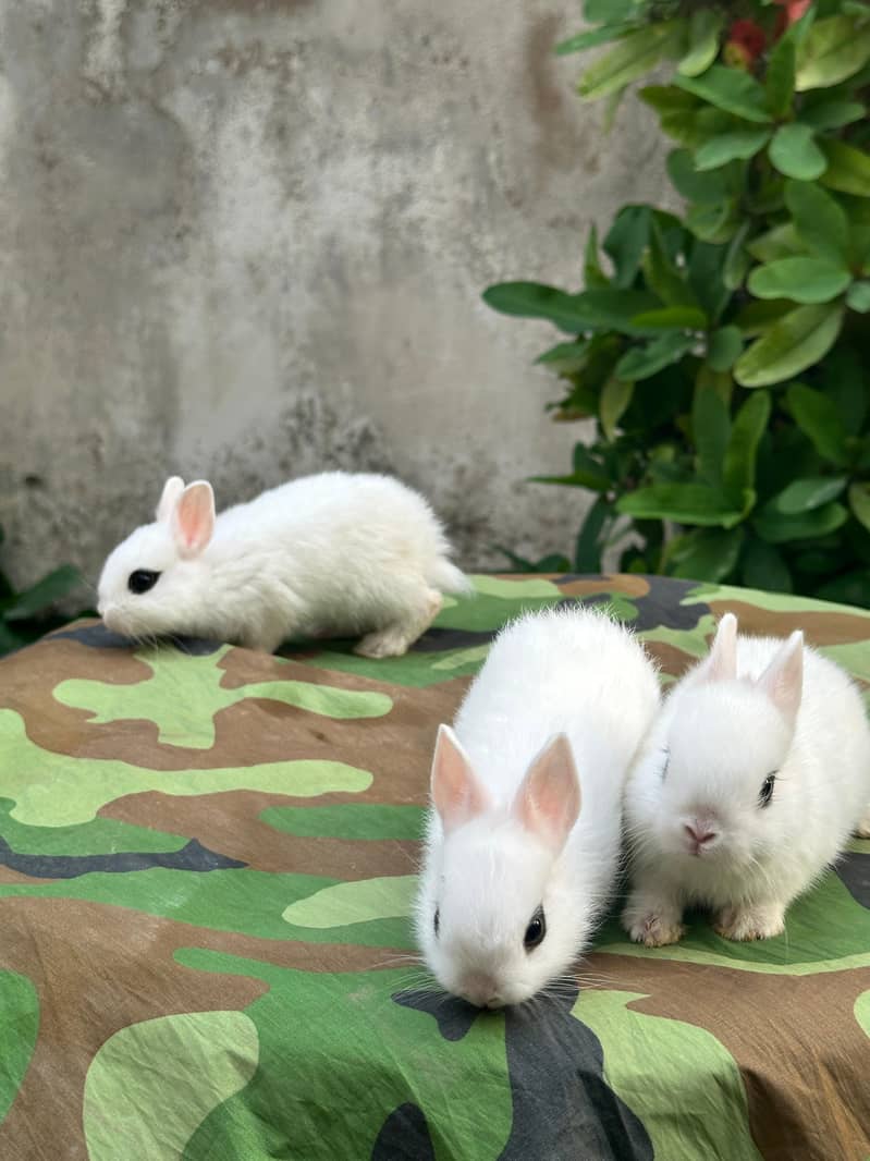 hotot drawf bunnies pure bloodline available for sale - Rabbits ...