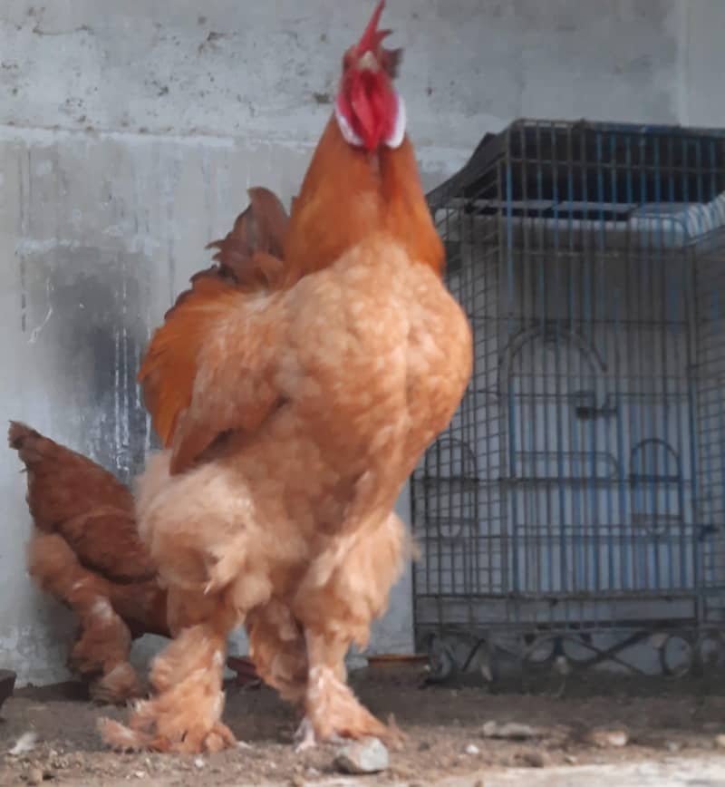 Golden buff - Hens - 1110845219