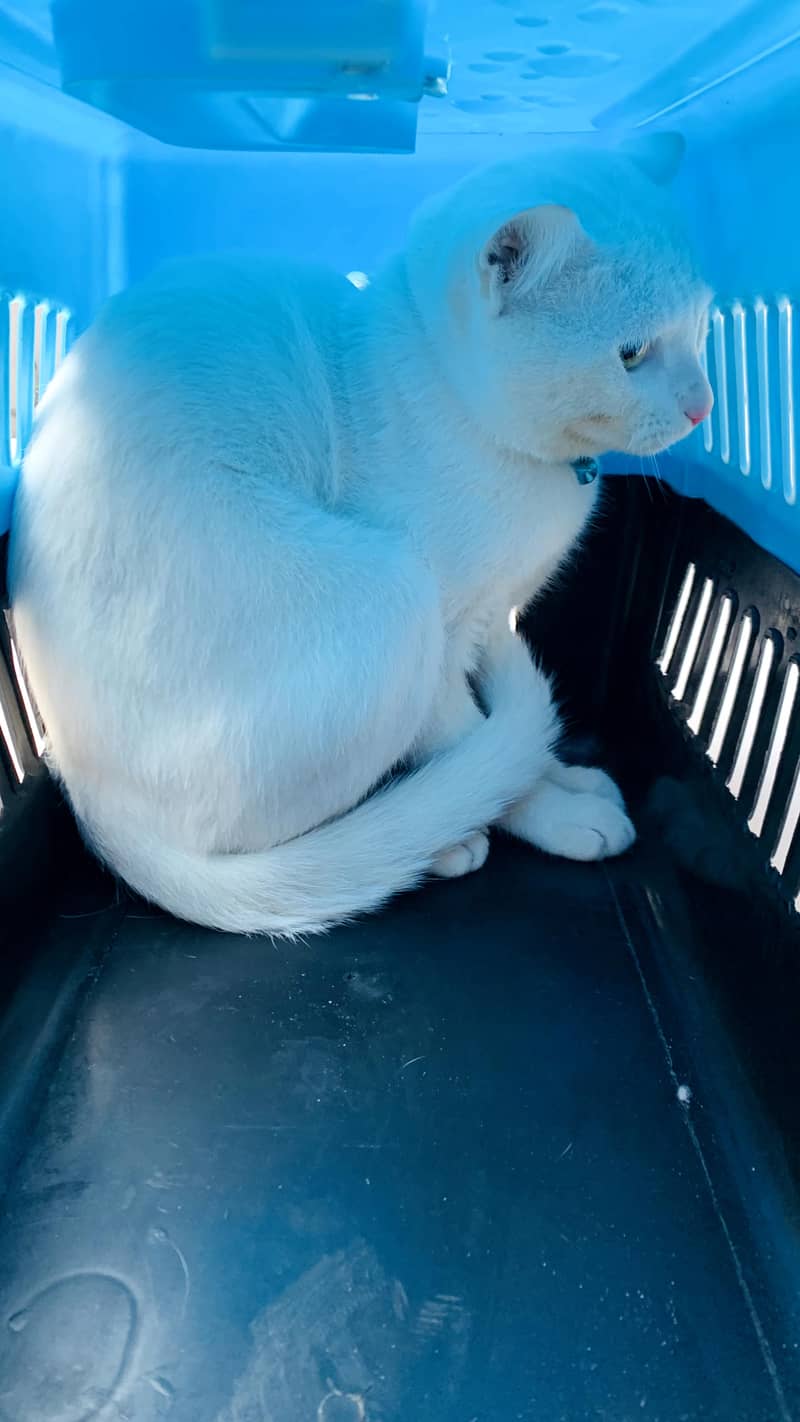 American cats for sale both male and female - Cats - 1110846749