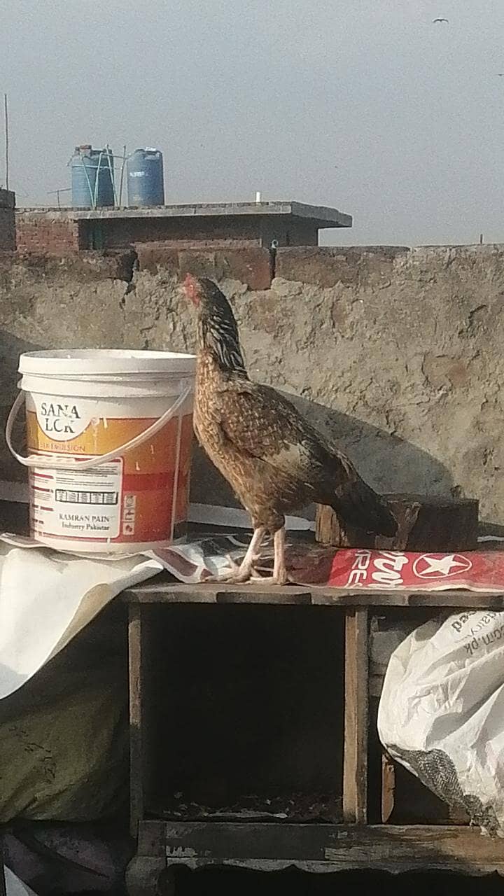pure aseel female high quality ki hens Aseel hens hen - Hens - 1110850771