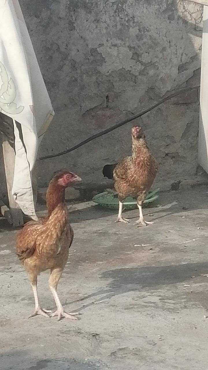 pure aseel female high quality ki hens Aseel hens hen - Hens - 1110850771