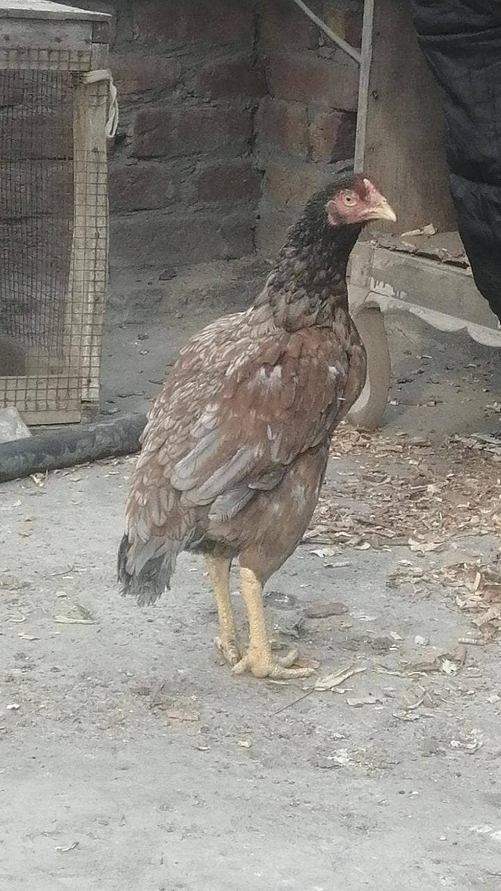 pure aseel female high quality ki hens Aseel hens hen - Hens - 1110850771