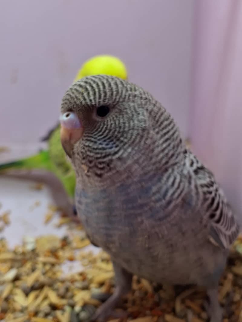 Combo Working Pair Available - Parrots - 1110794741