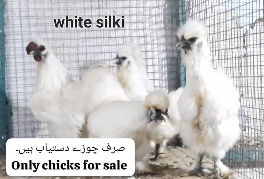 Fancy chicks / Golden buff / Turkey chicks / Aseel shamo / White silki ...