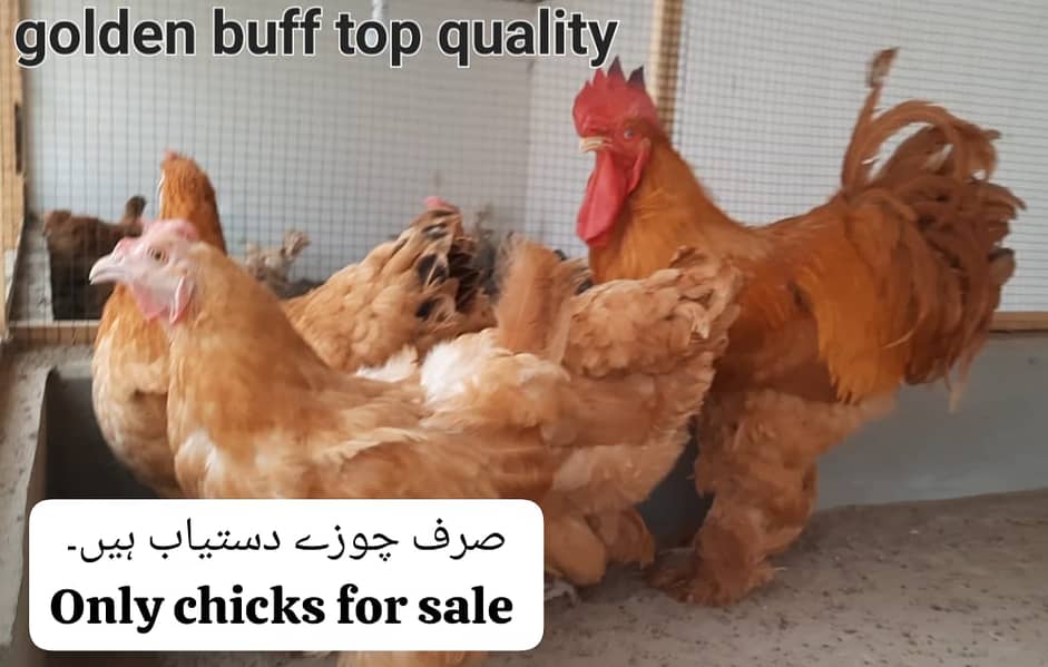 Fancy chicks / Golden buff / Turkey chicks / Aseel shamo / White silki ...
