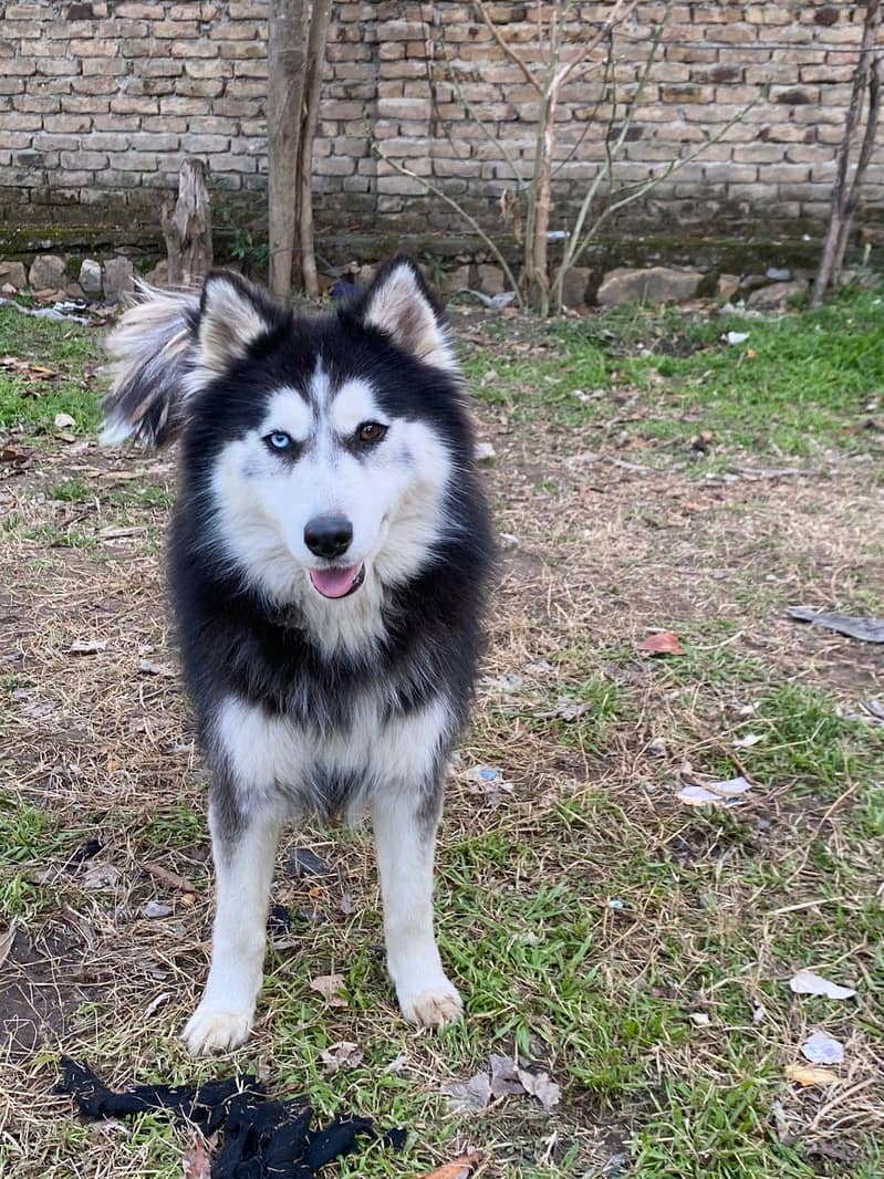 siberian husky - Dogs - 1110863099