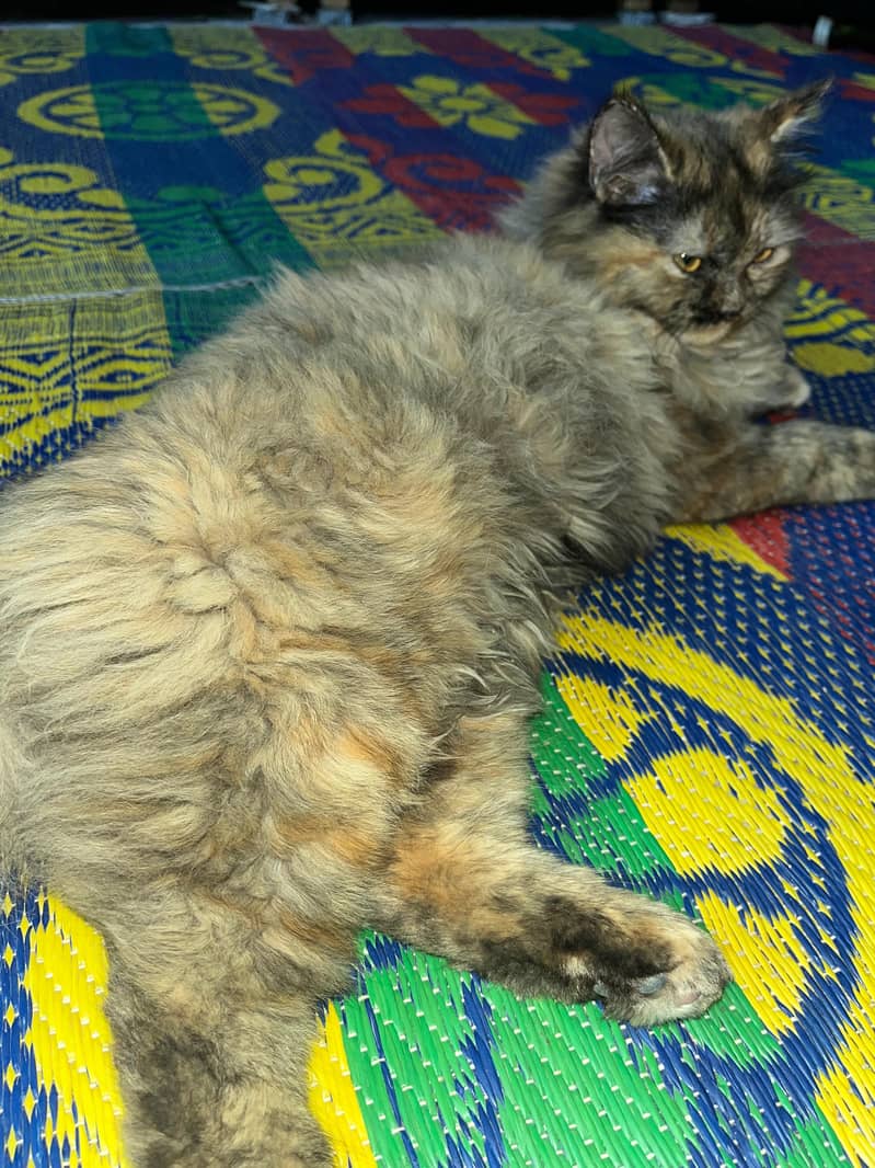 Persian cat. - Cats - 1110868619