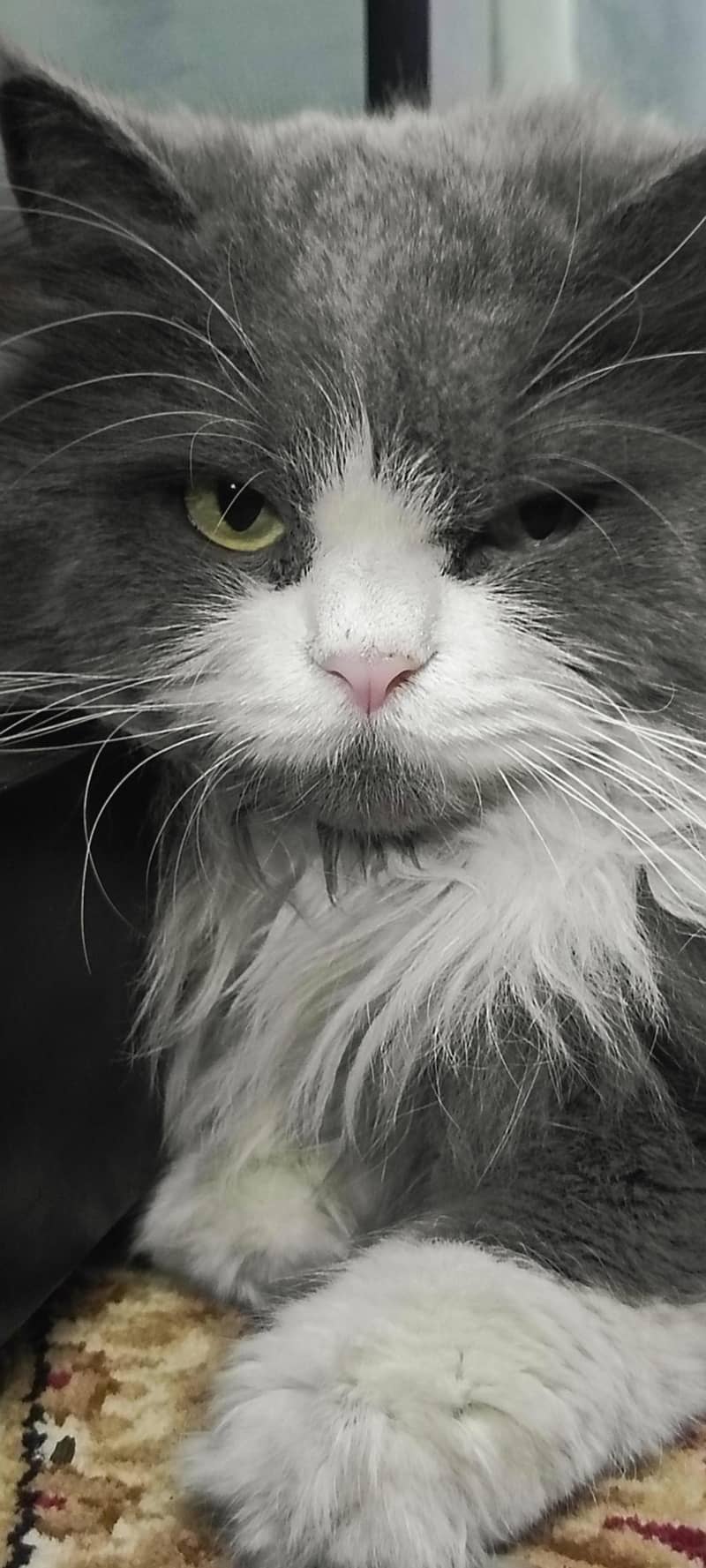 5 year old male cat - Cats - 1110873563