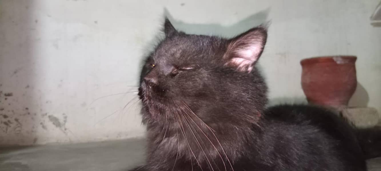 Persian Black Cat‍ - Cats - 1110874212