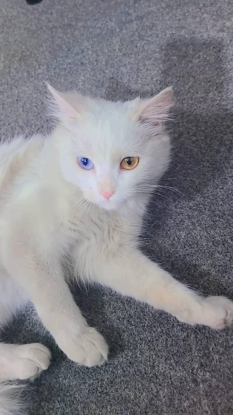 Persian Catfor sale - Cats - 1110877623