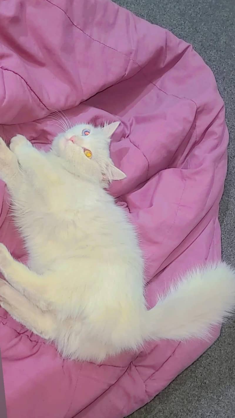 Persian Catfor sale - Cats - 1110877623