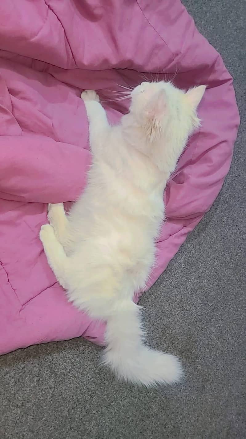 Persian Catfor sale - Cats - 1110877623