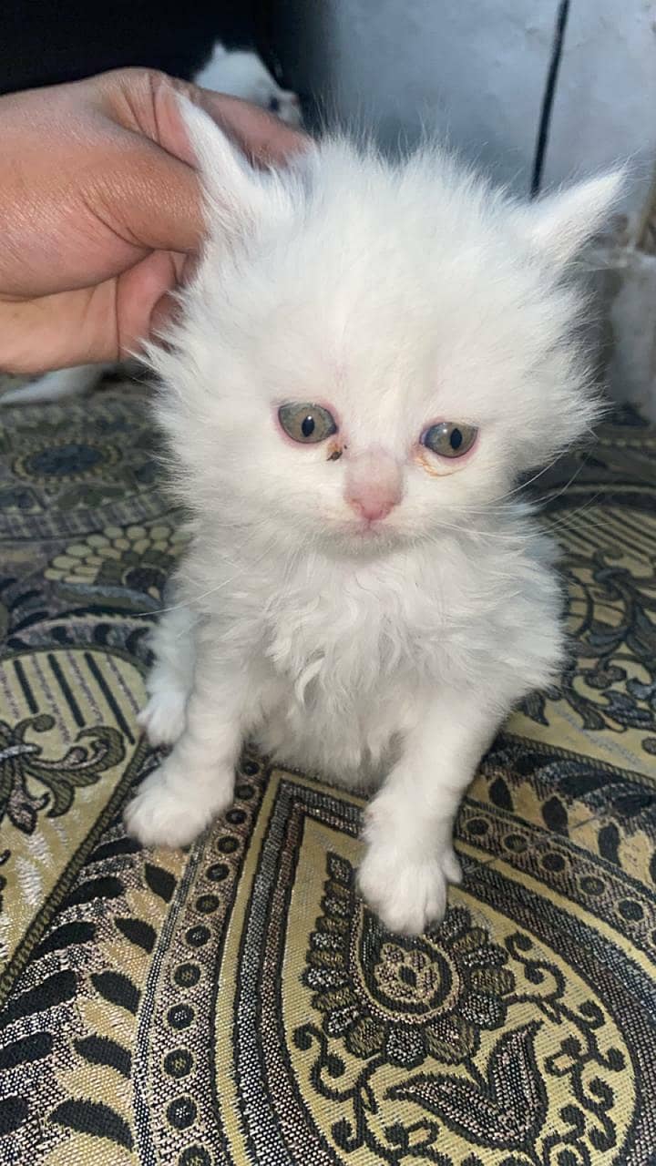 peraian kitten male female mix 4 babies - Cats - 1110881134