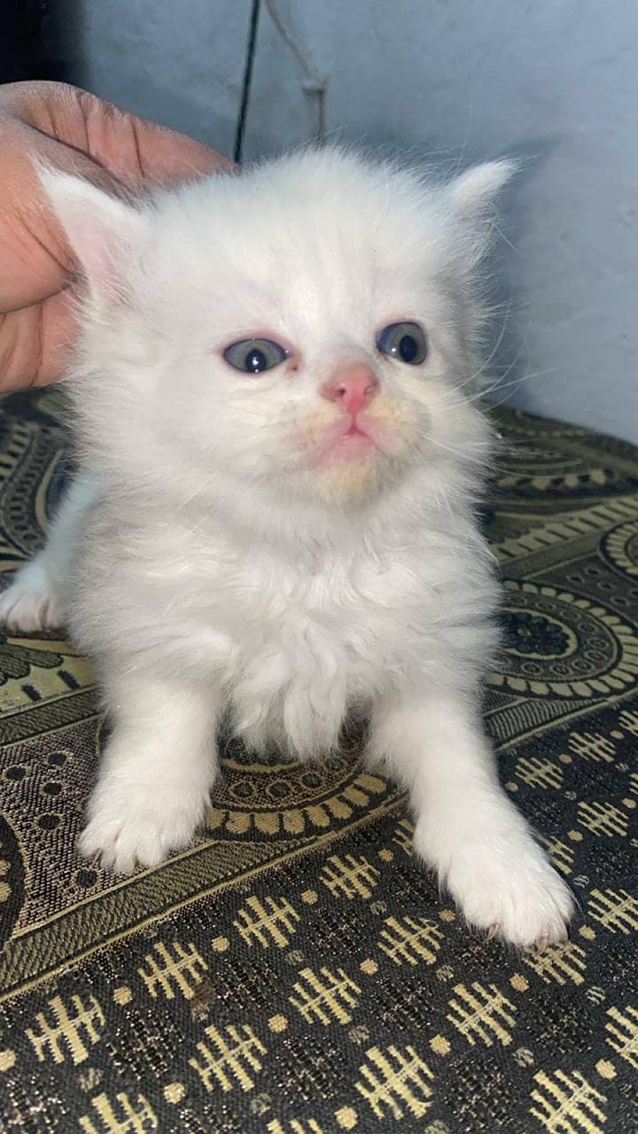 peraian kitten male female mix 4 babies - Cats - 1110881134