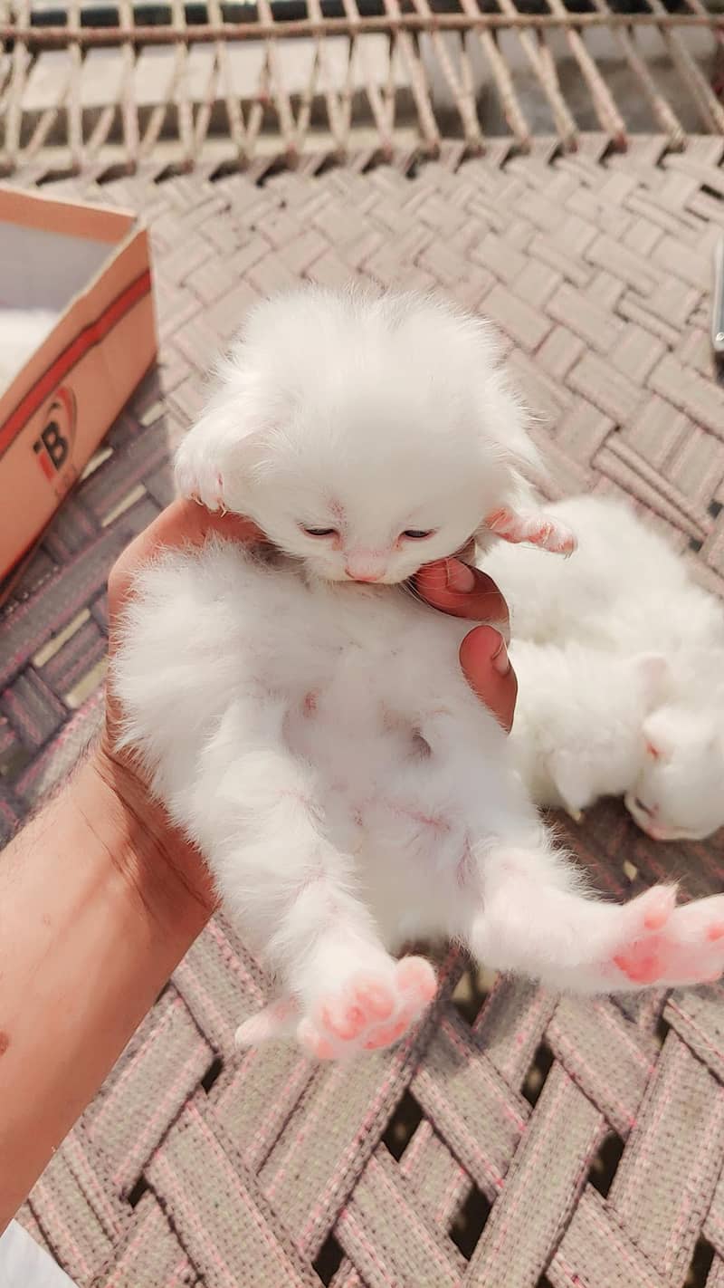 peraian kitten male female mix 4 babies - Cats - 1110881134