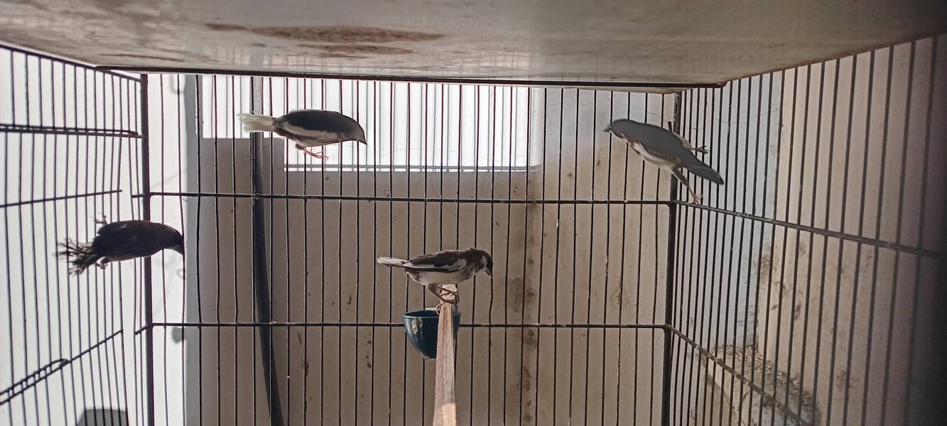 Banglis Finch - Finches - 1110884819