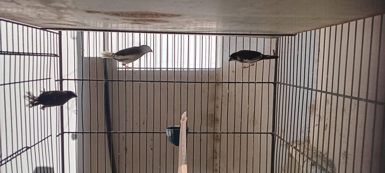 Banglis Finch - Finches - 1110884819