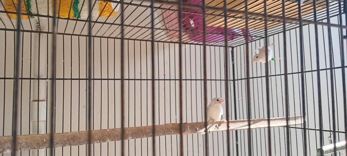 Banglis Finch - Finches - 1110884819