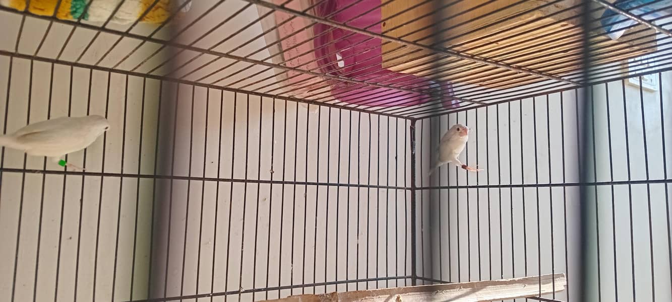 Banglis Finch - Finches - 1110884819