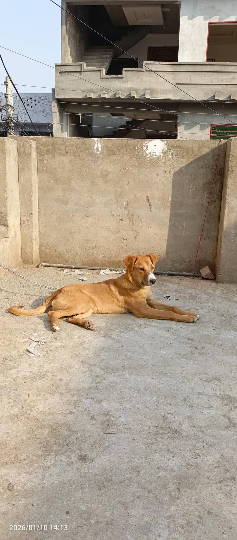 Bhagyari | Alsatian | Bakarwal dog best for Cattle and Poultry farms ...