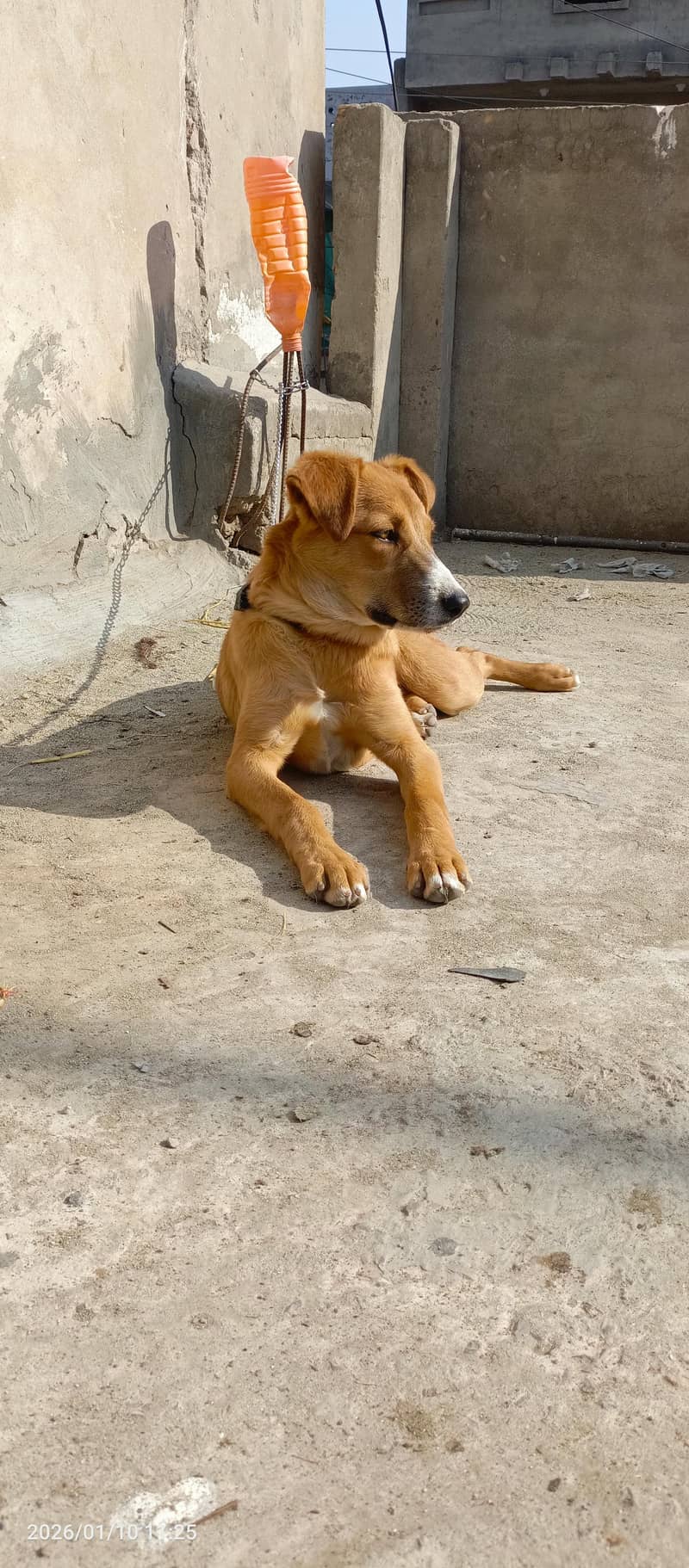Bhagyari | Alsatian | Bakarwal dog best for Cattle and Poultry farms ...