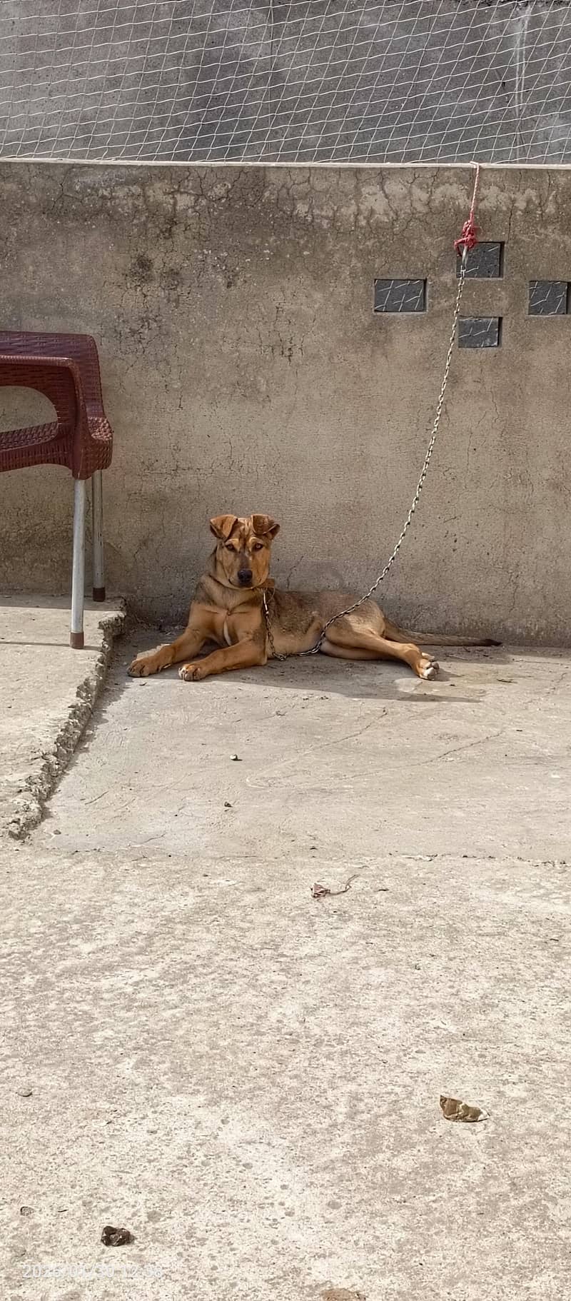 Bhagyari | Alsatian | Bakarwal dog best for Cattle and Poultry farms ...