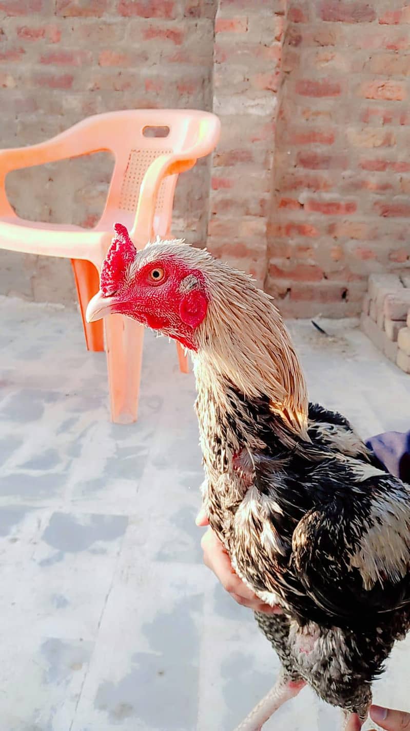 Aseel Java Full Jumbo Murgha Beautiful colour Young - Hens - 1110896595