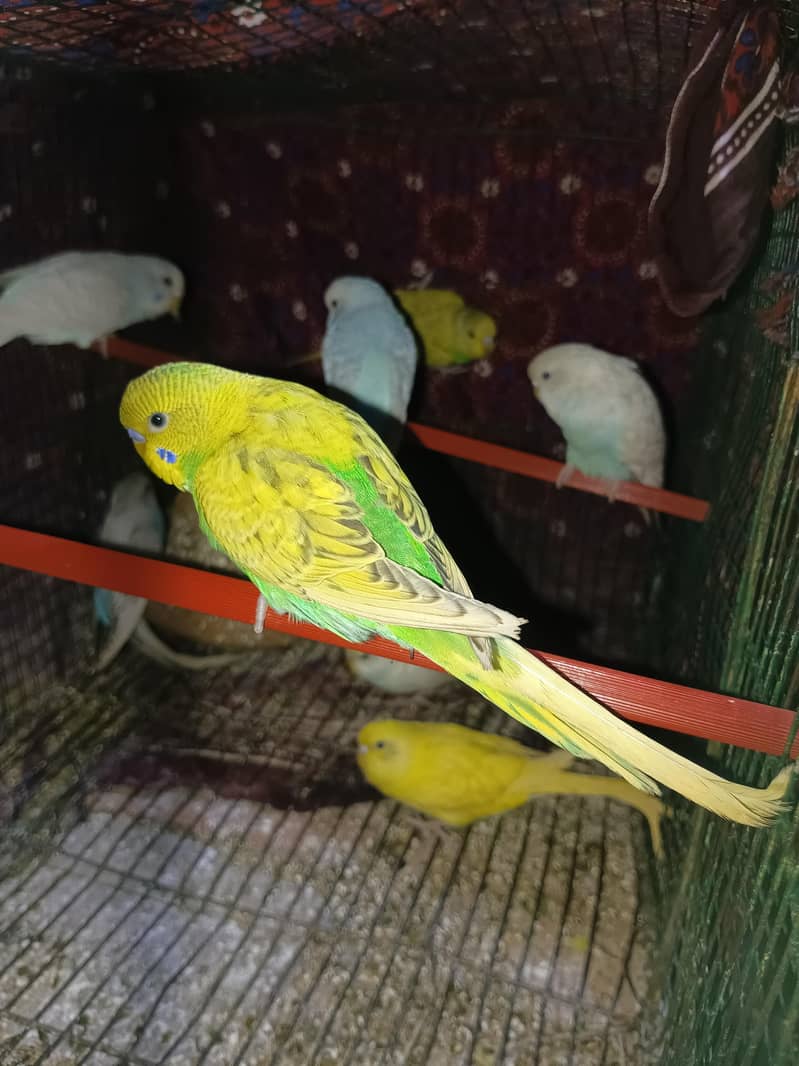 ready to breed - Parrots - 1110907568