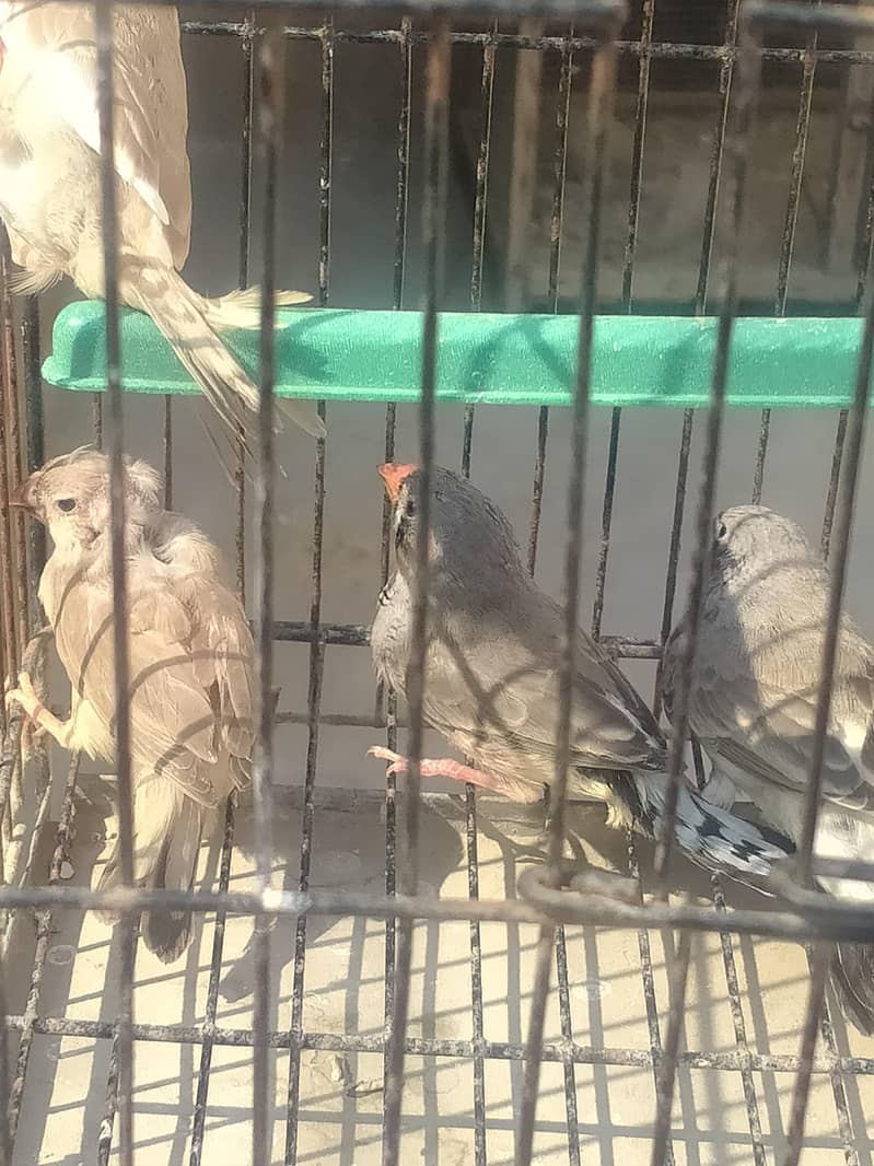 full orange/ 3B/ 2B finches - Finches - 1110912118