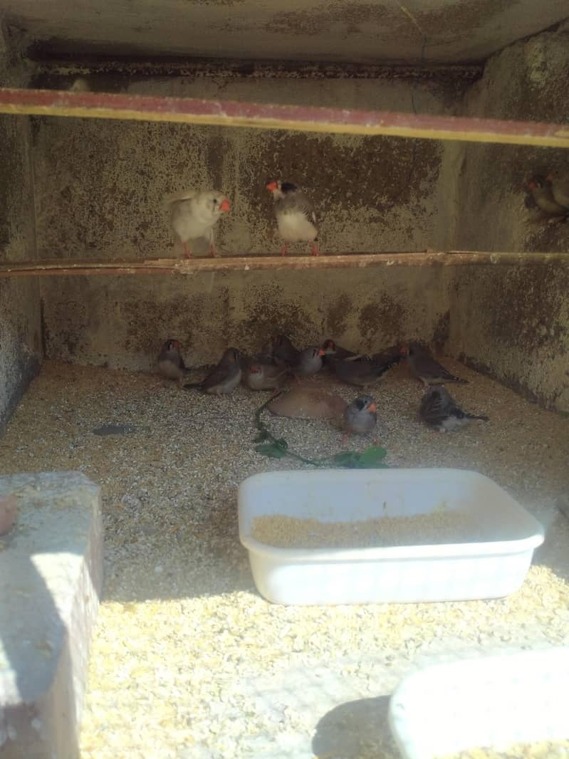 full orange/ 3B/ 2B finches - Finches - 1110912118