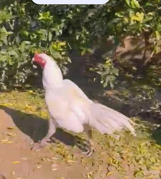 pure hera patha ha - Hens - 1110707749