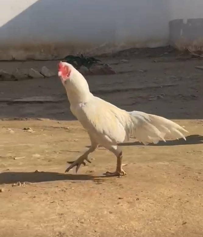 pure hera patha ha - Hens - 1110707749