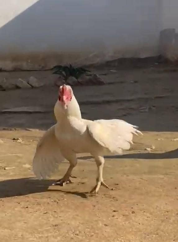 pure hera patha ha - Hens - 1110707749