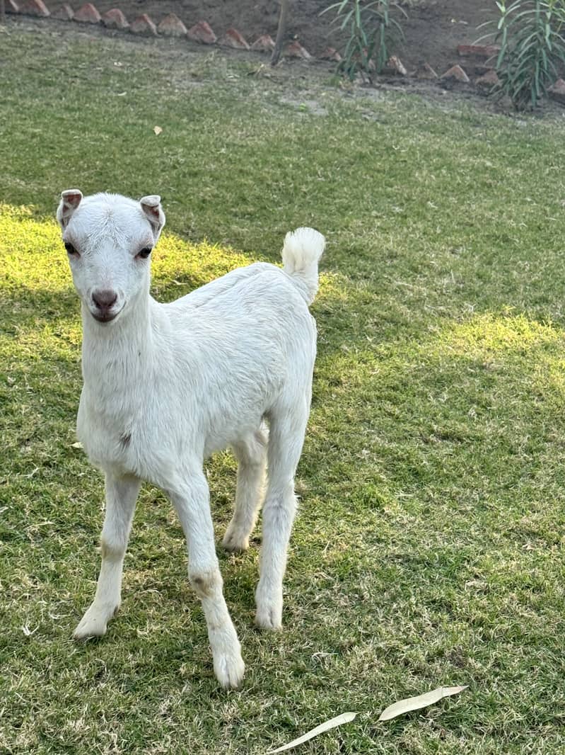 Beautiful 2 months old small ears teddy female - Goats - 1110928270