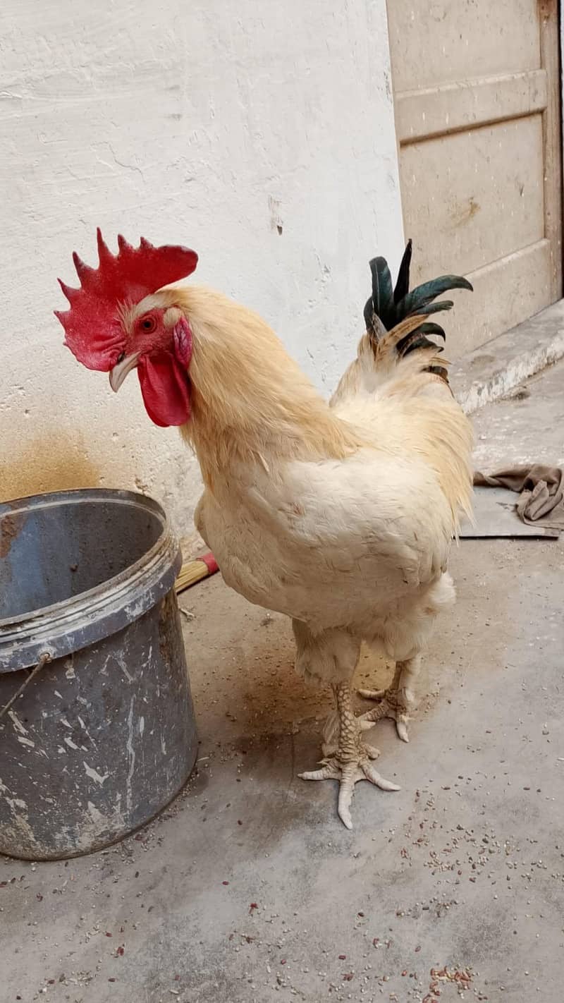 Golden buff, black buff pearl, black polish pair - Hens - 1110935675