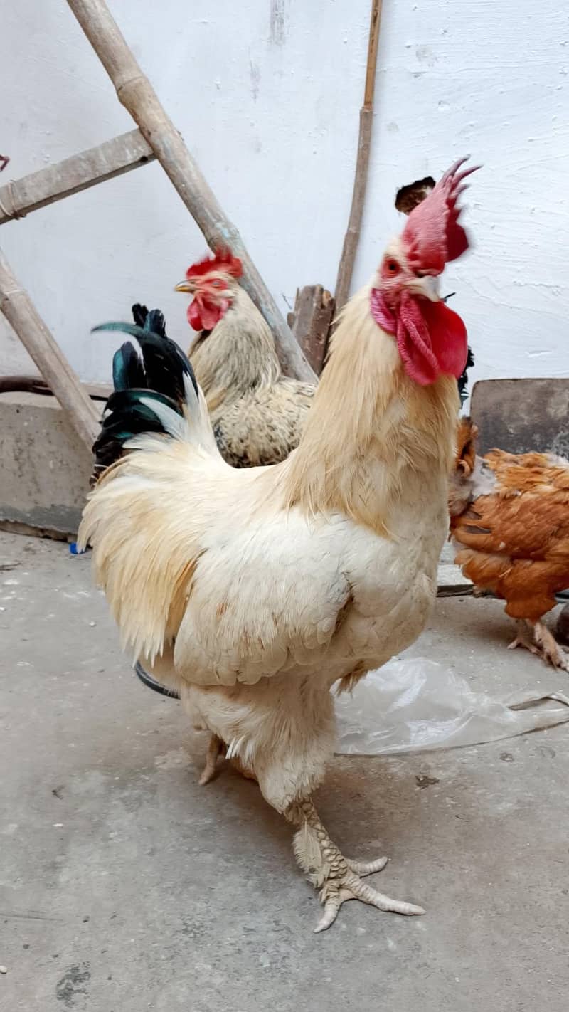 Golden buff, black buff pearl, black polish pair - Hens - 1110935675