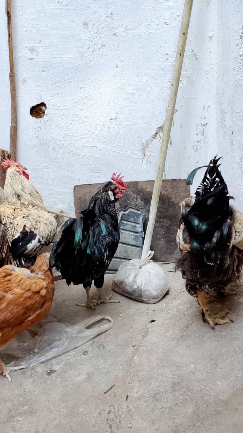 Golden buff, black buff pearl, black polish pair - Hens - 1110935675