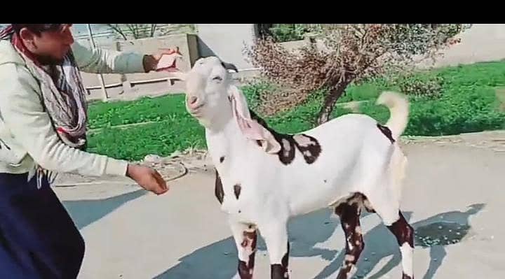 rajanpuri bakra urgent for sale - Goats - 1110936372