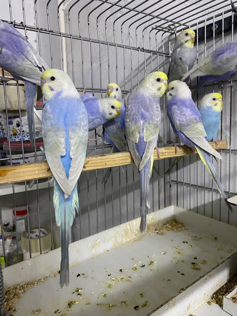 RAINBOW BUDGIES BAJRI KING EXHIBITION RED EYES HOGOROMO PIED UNDERSIZE ...